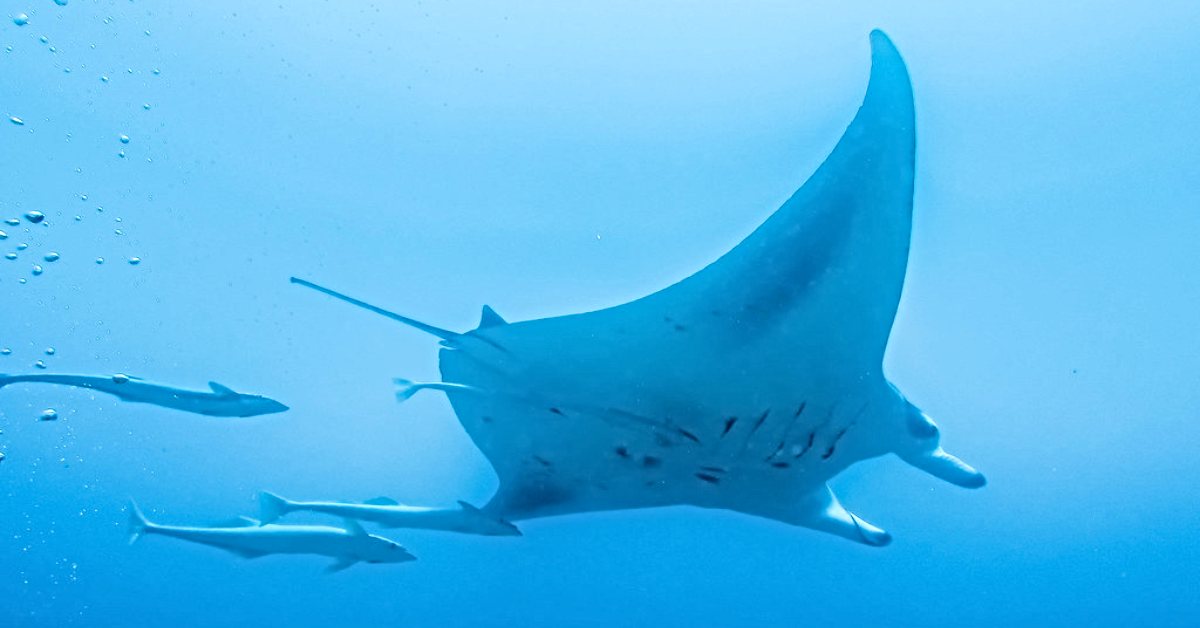 Commensal Relationships in Marine Ecosystems - Ocean Ambassadors