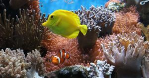 Commensal Relationships in Marine Ecosystems - Ocean Ambassadors