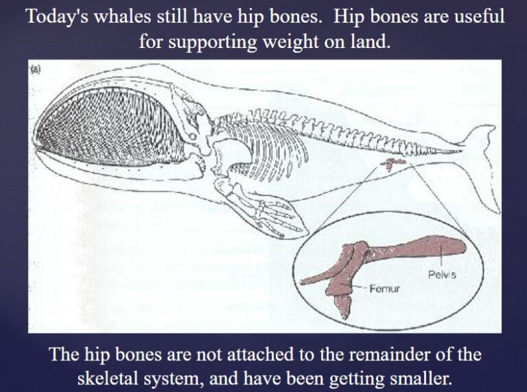 Marine Mammal Evolution Evidence - Ocean Ambassadors